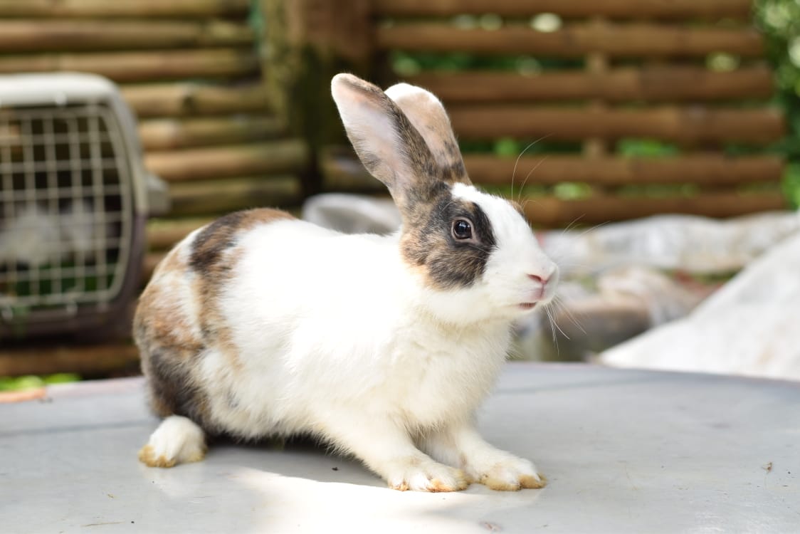 KELINCI_RABBITS Lokal Nurul Iman Sehat, Lucu, Imut | Nurul Iman Store